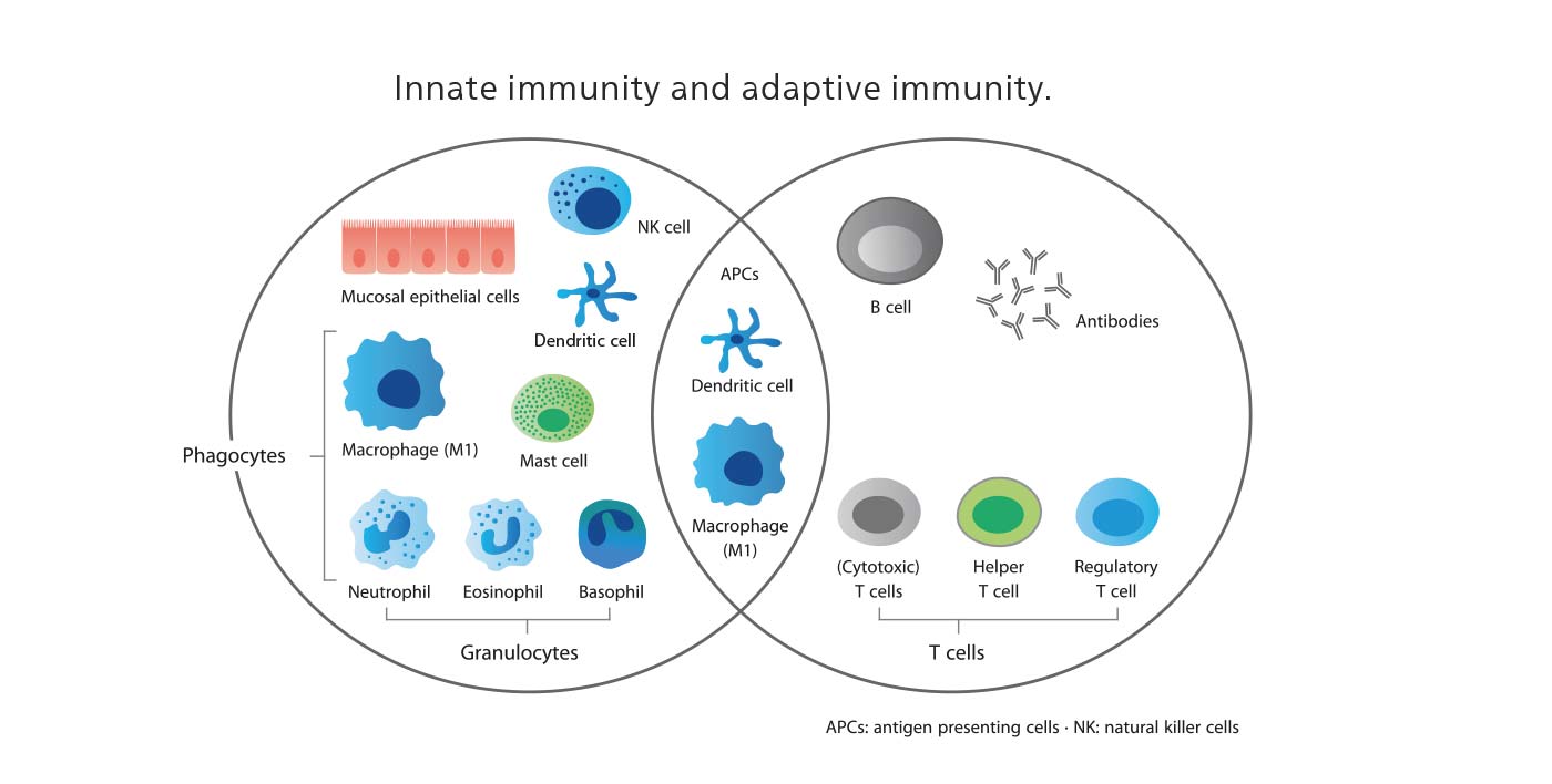 Immune System – Understanding the body | Heel